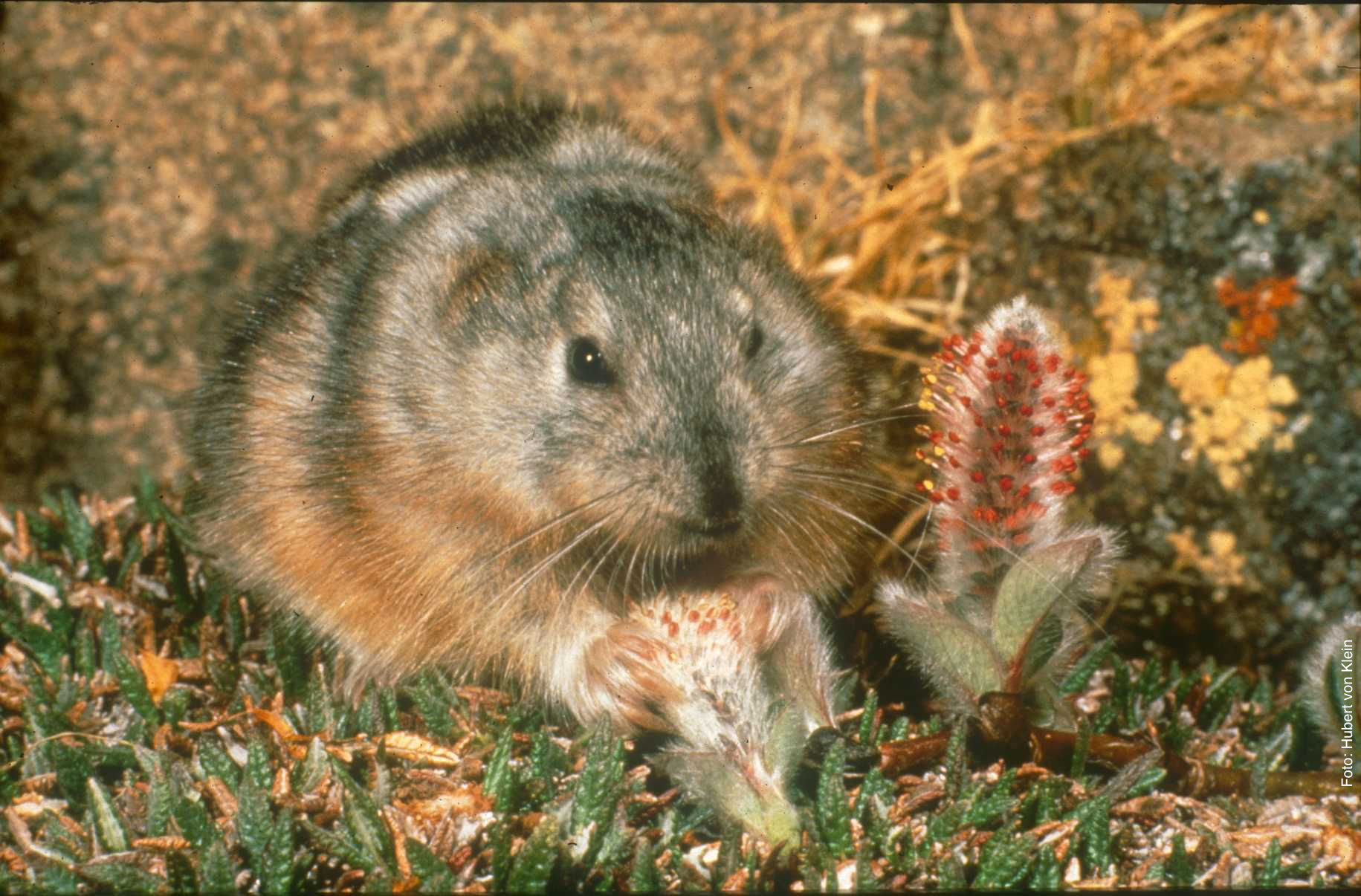 Tundralemminge Lemmings Hinterland Who's Who